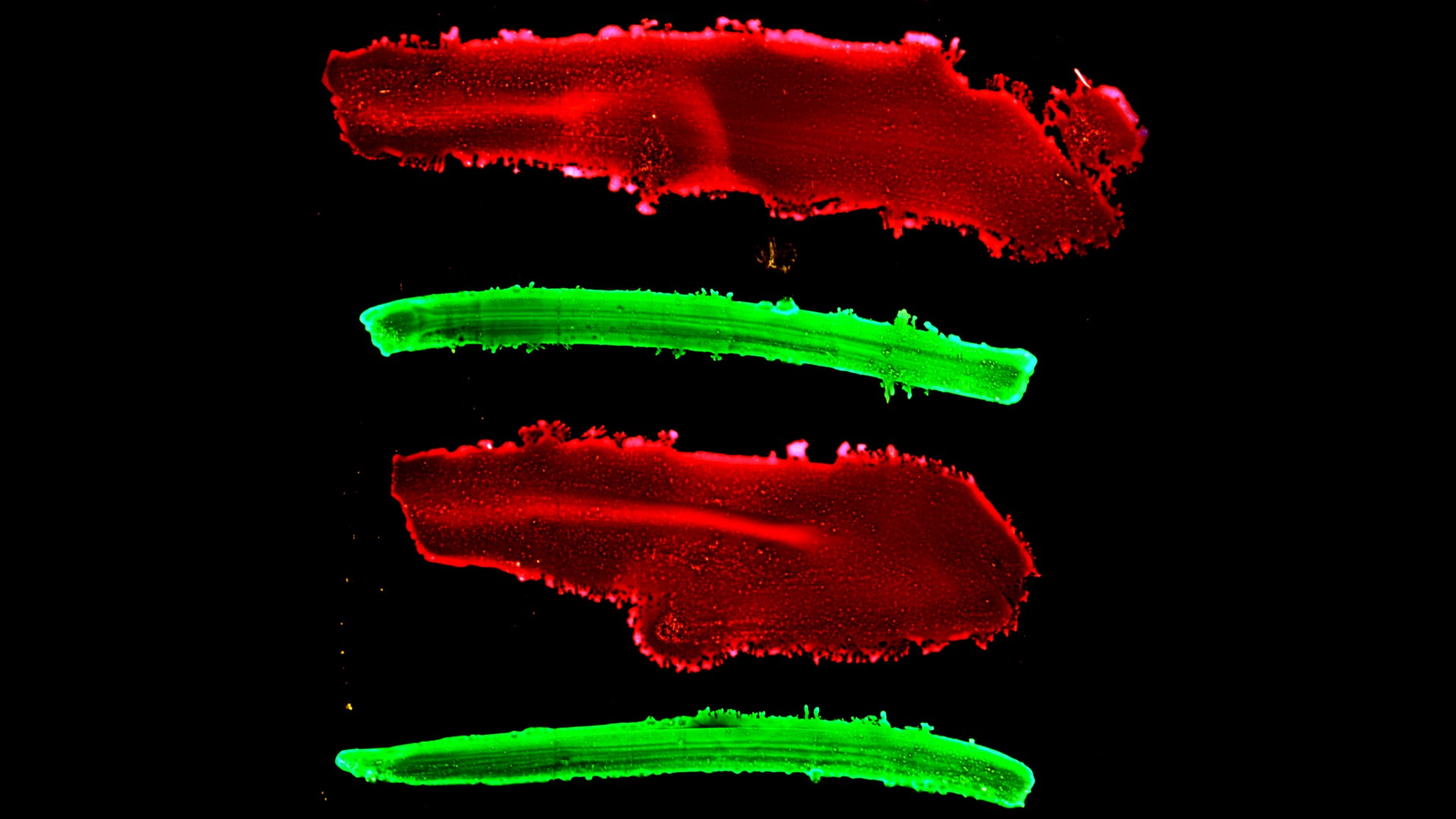 Film tag animations toolbox | ACIDBITE