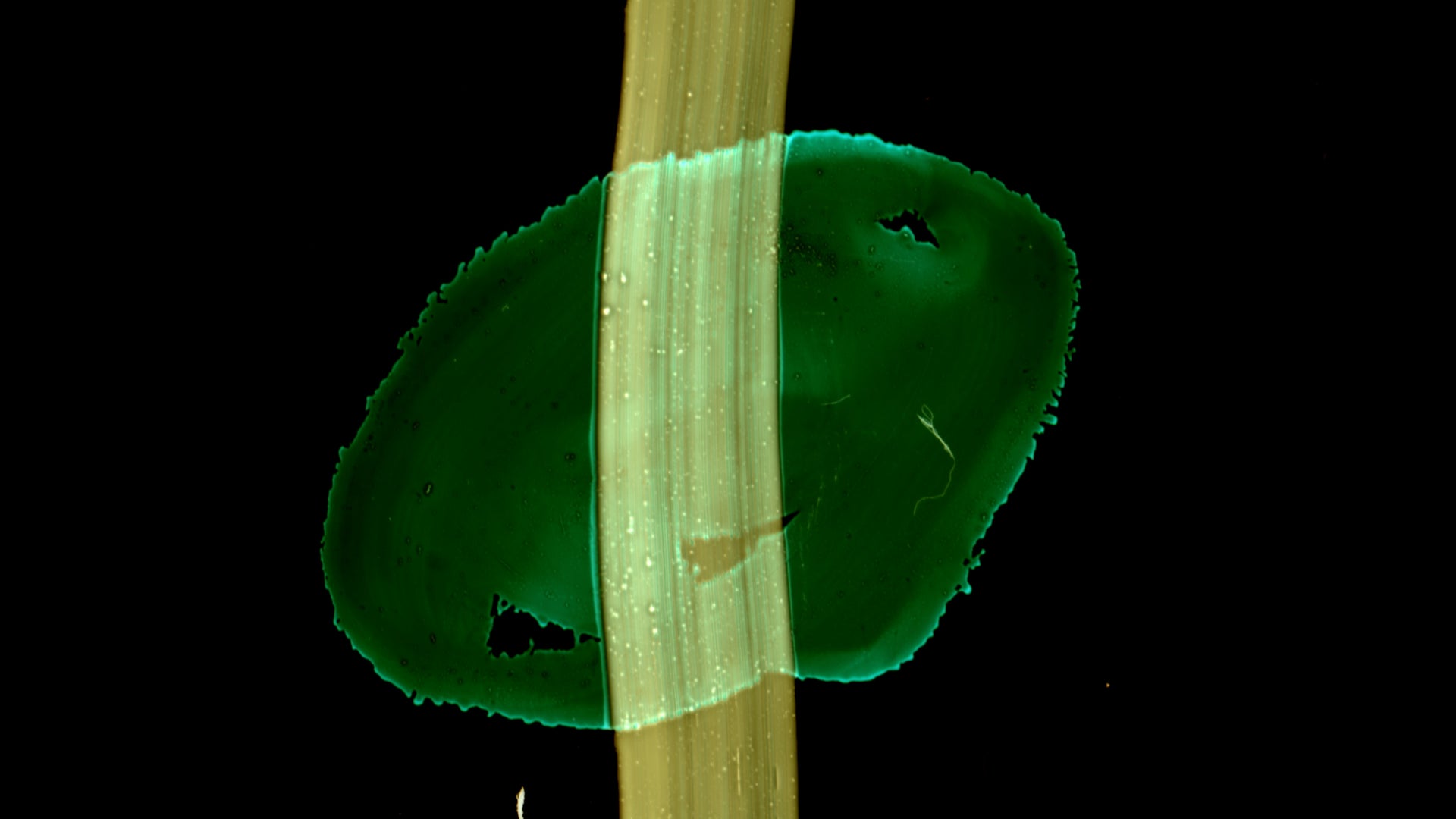 Film tag animation toolbox | ACIDBITE