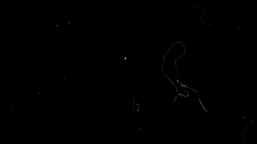 Analog film look | ACIDBITE